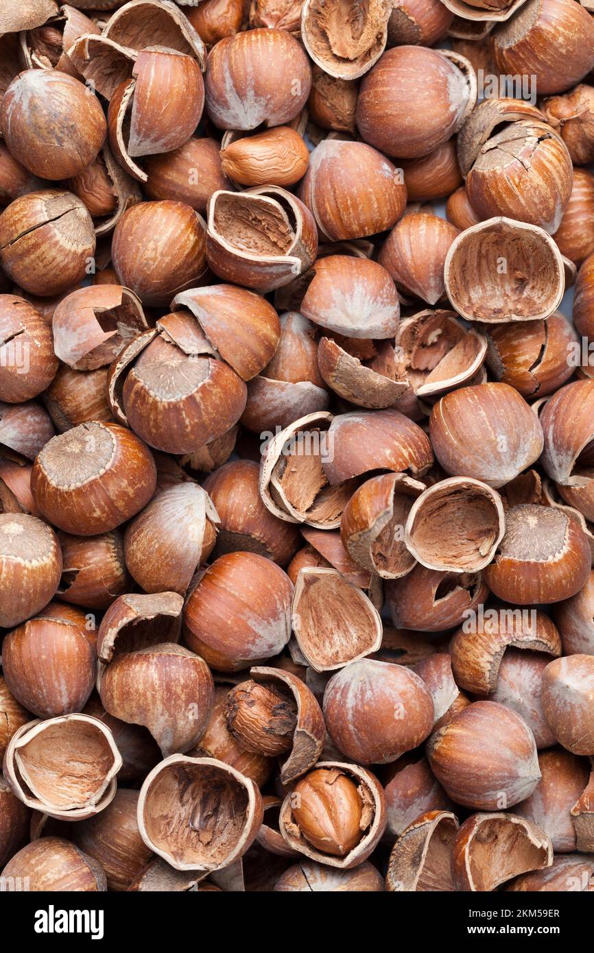 ripe hazelnuts ready for eating, hazelnuts peeled from the shell Stock ...