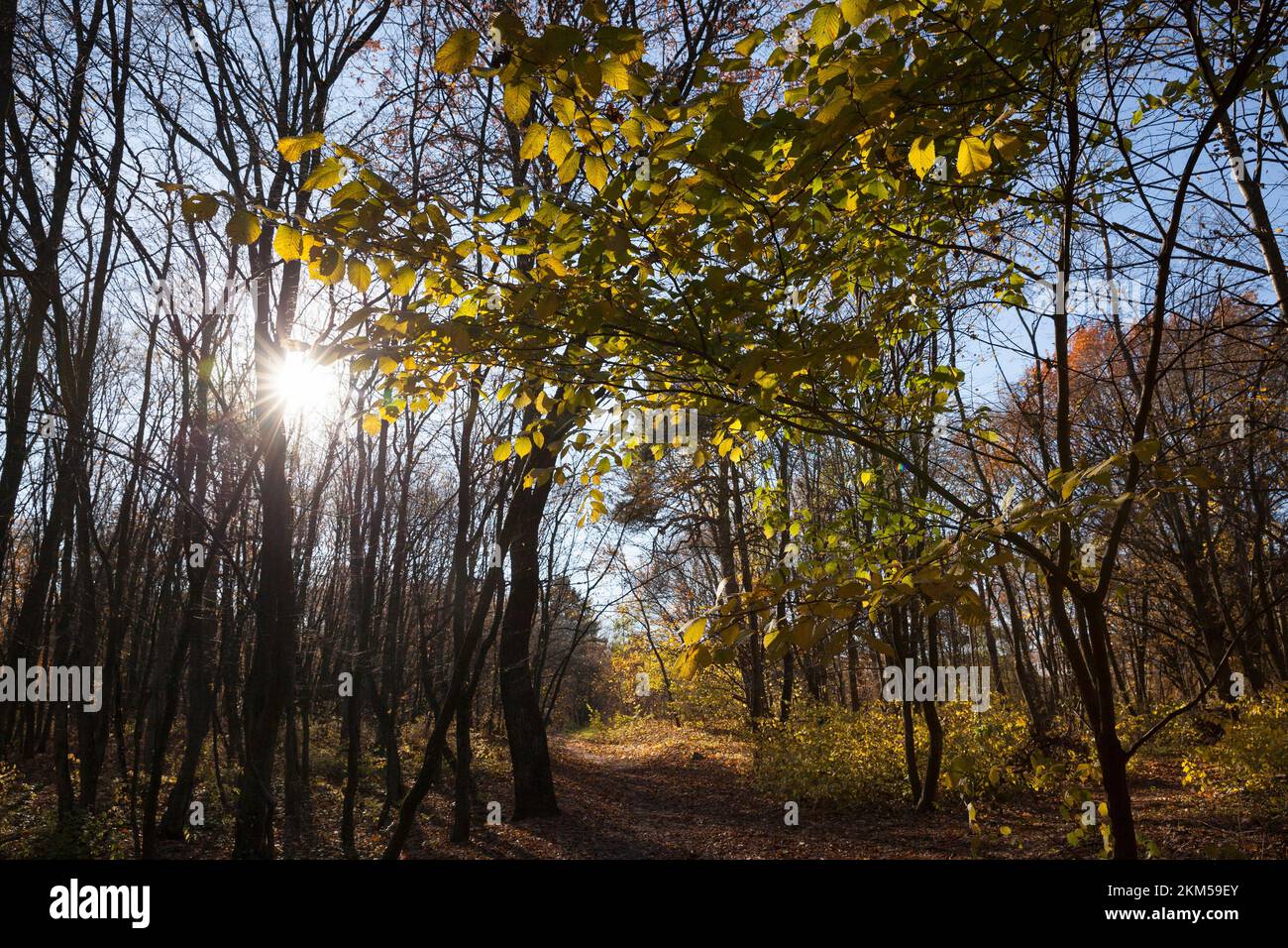 trees in a mixed forest during leaf fall, autumn forest with different ...