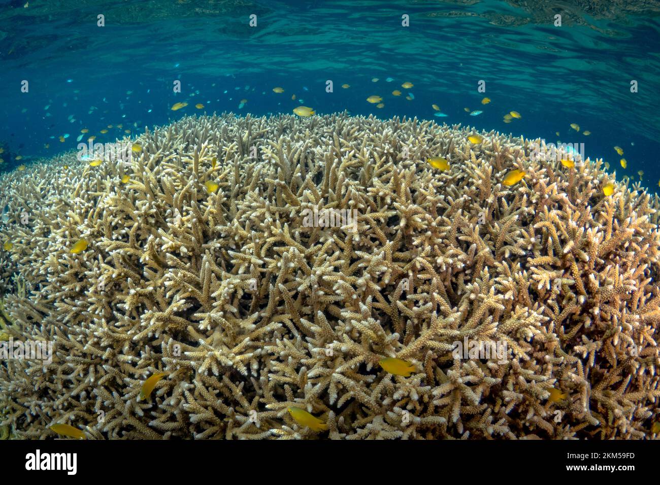 Super healthy hard coral reef in the Indo Pacific, busting with ...