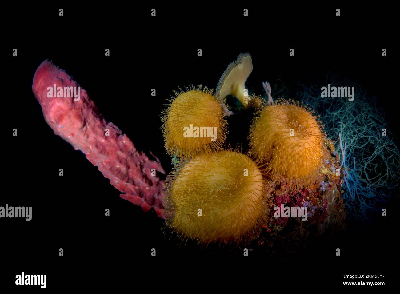 Large sea sponge growing on healthy coral reef Stock Photo - Alamy