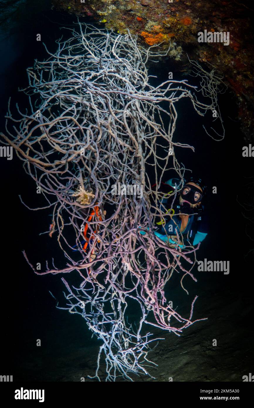 Female scuba diver finding tropical reef fish while guiding Scuba Dive ...