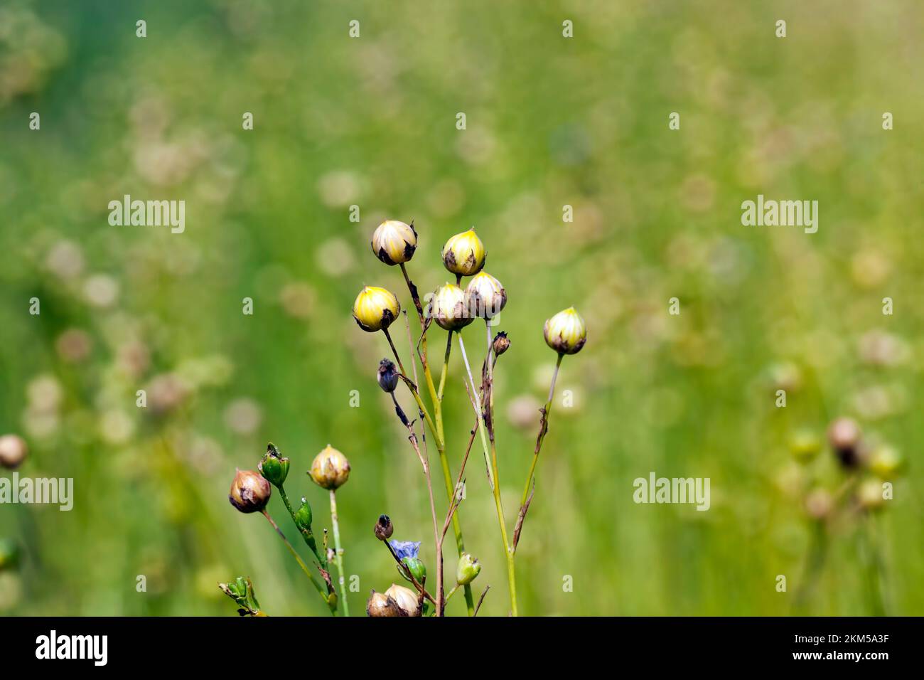 growing a flax crop to harvest seeds and straw for fabric making, an ...