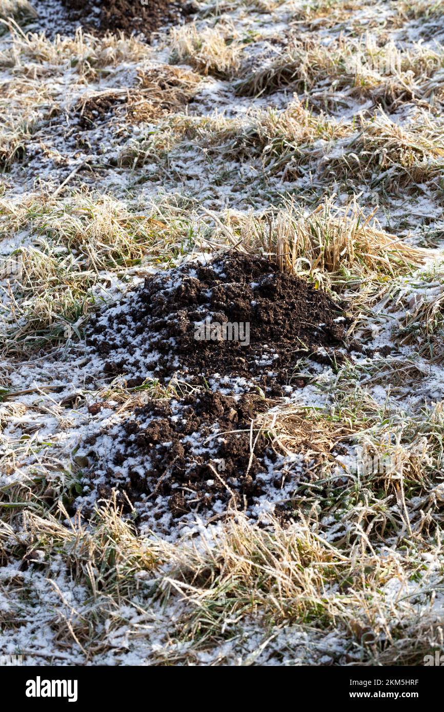 mole holes frozen in winter, a mole hole in frost in winter Stock Photo ...