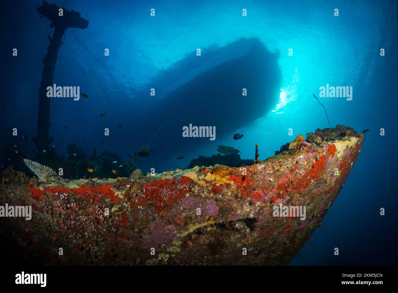 Pristine coral reef system in Papua new Guinea Stock Photo - Alamy