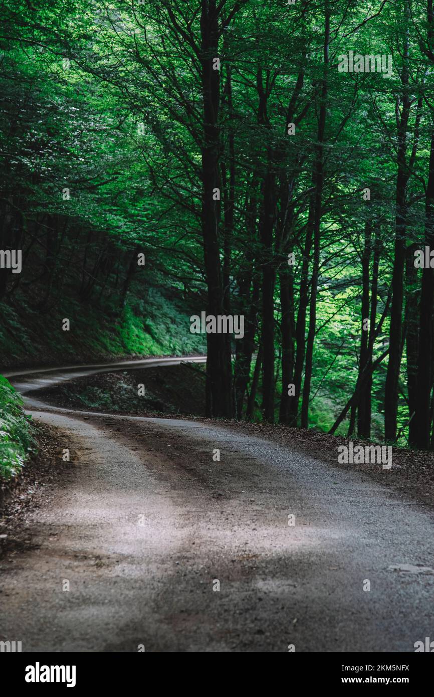 A vertical shot of the relaxing path in the forest with tall green ...