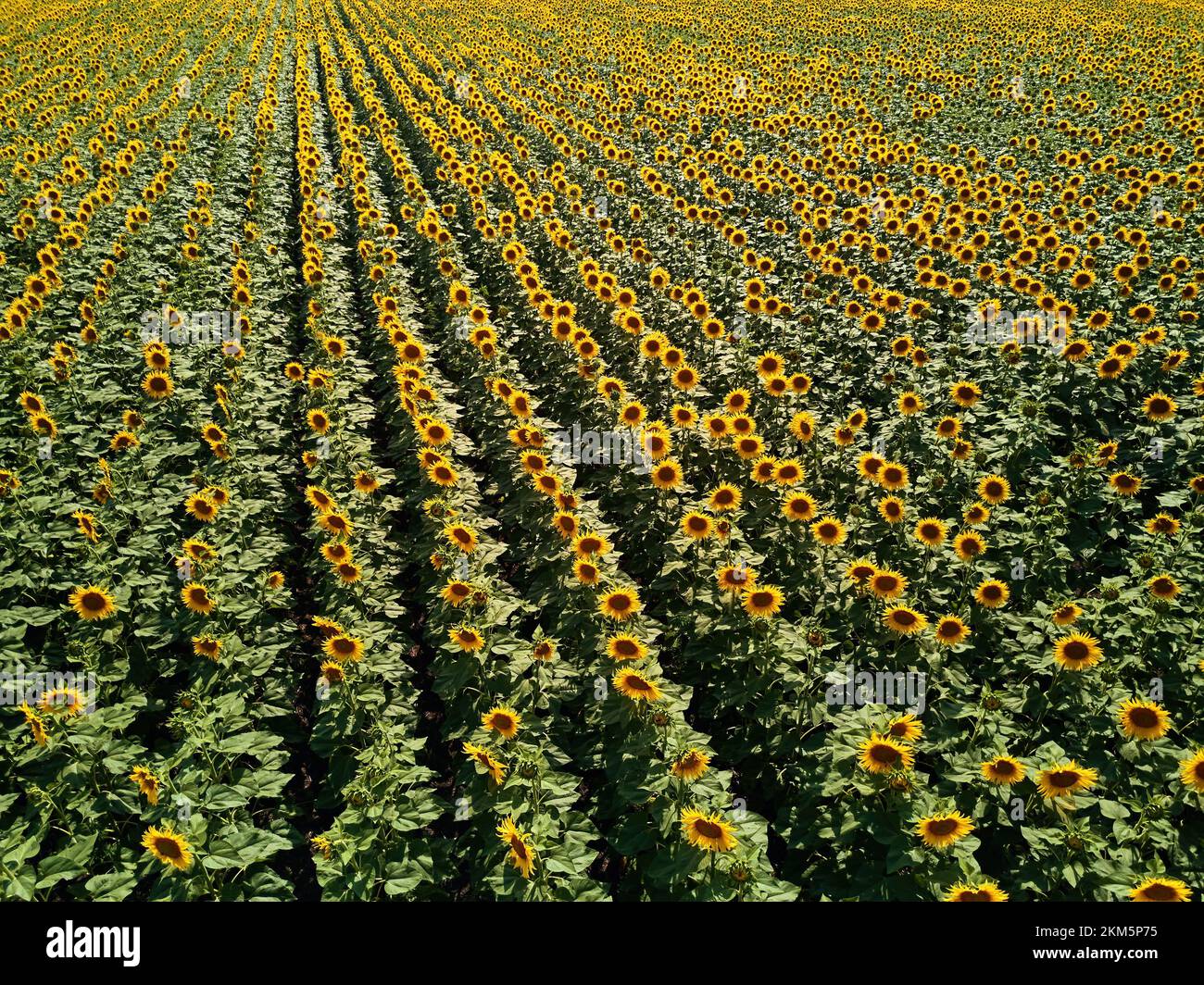 Aerial of sunflowers field. Drone flight over blooming sunflower field ...