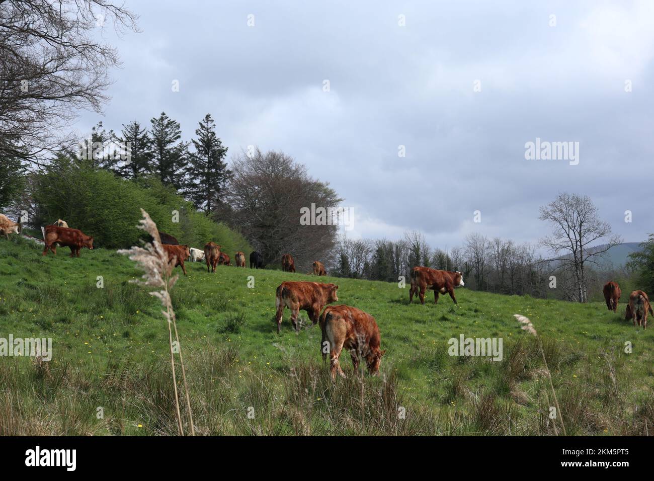 The Cows in an open field eating and walking Stock Photo - Alamy