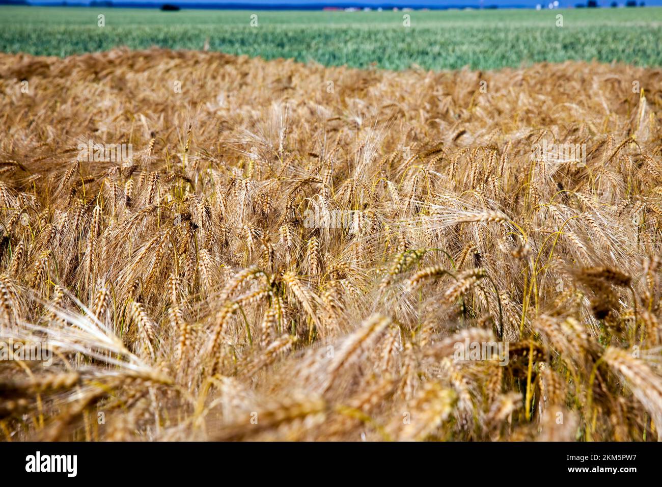 golden rye in an agricultural field in the summer, farming for growing ...