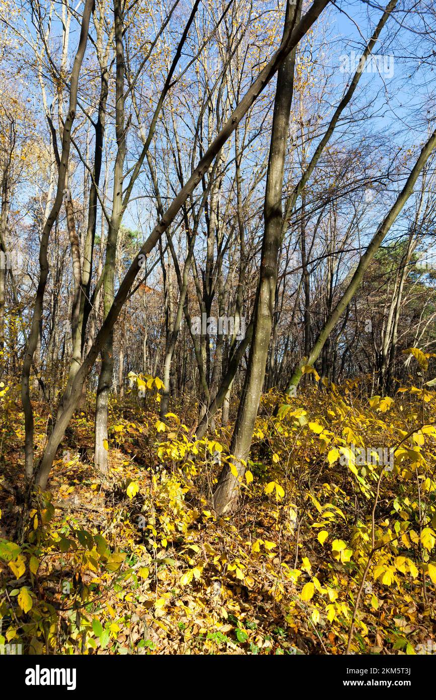 deciduous trees in the autumn season during leaf fall, mixed forest ...
