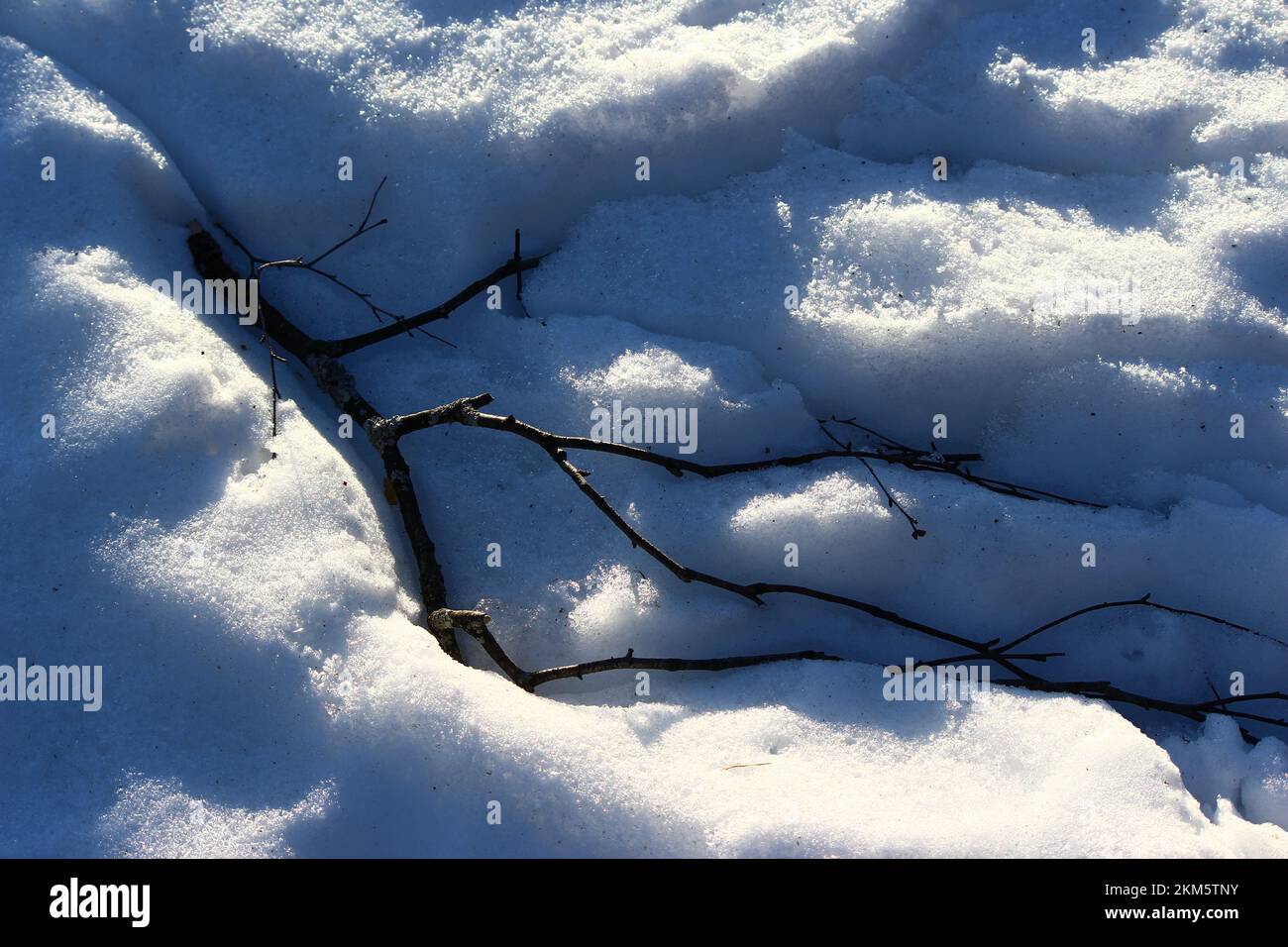 Branches lying on the snow and melting the snow with their reflection ...