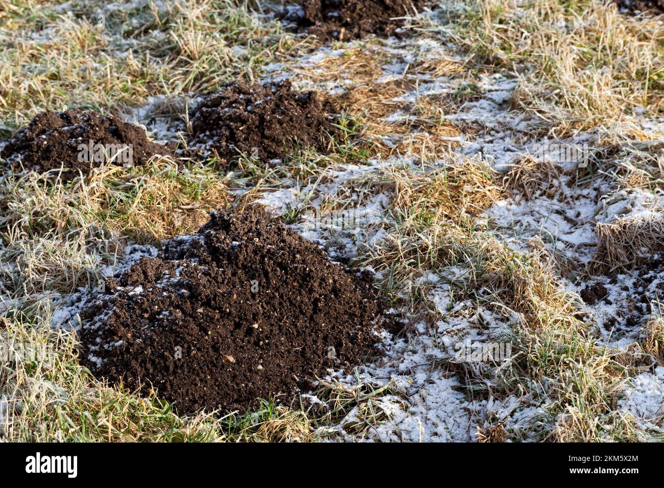mole holes frozen in winter, a mole hole in frost in winter Stock Photo ...