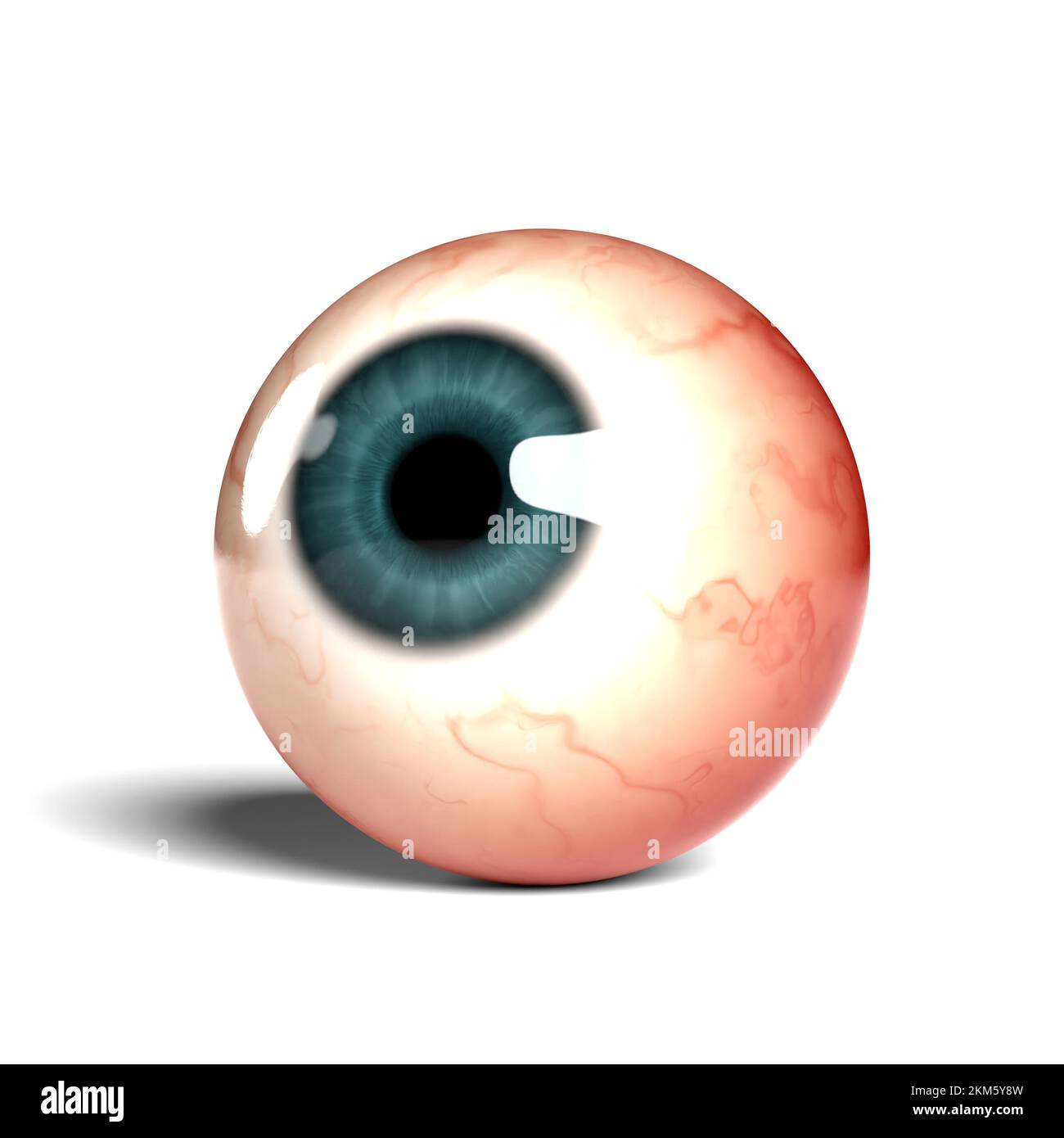 Side view of realistic human eyeball isolated on wihte background, 3D ...