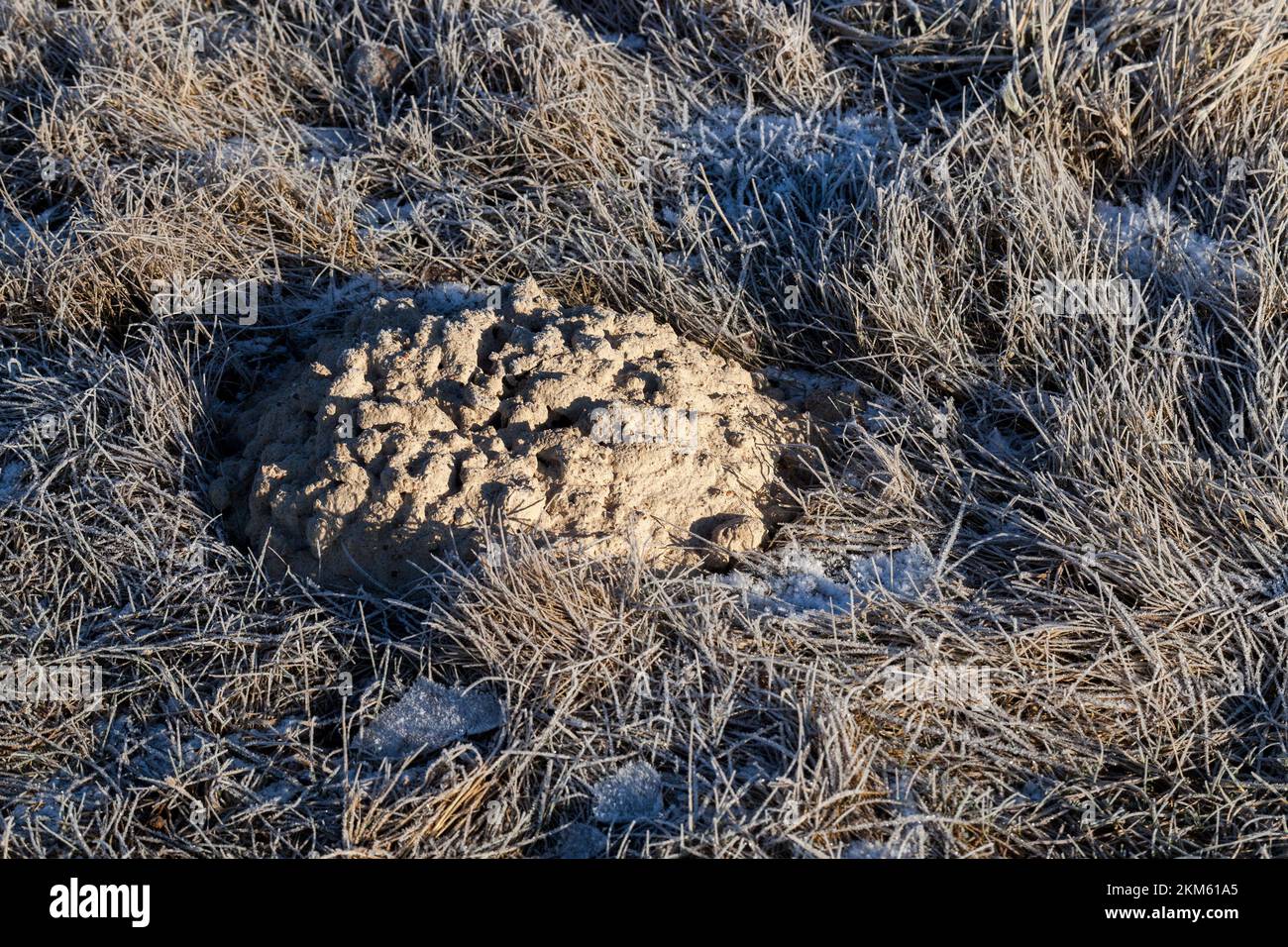 mole holes frozen in winter, a mole hole in frost in winter Stock Photo ...