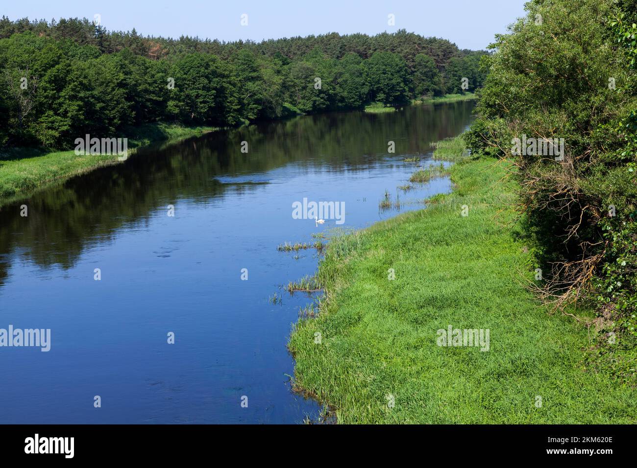 a summer landscape with green grass and deciduous trees and a river ...