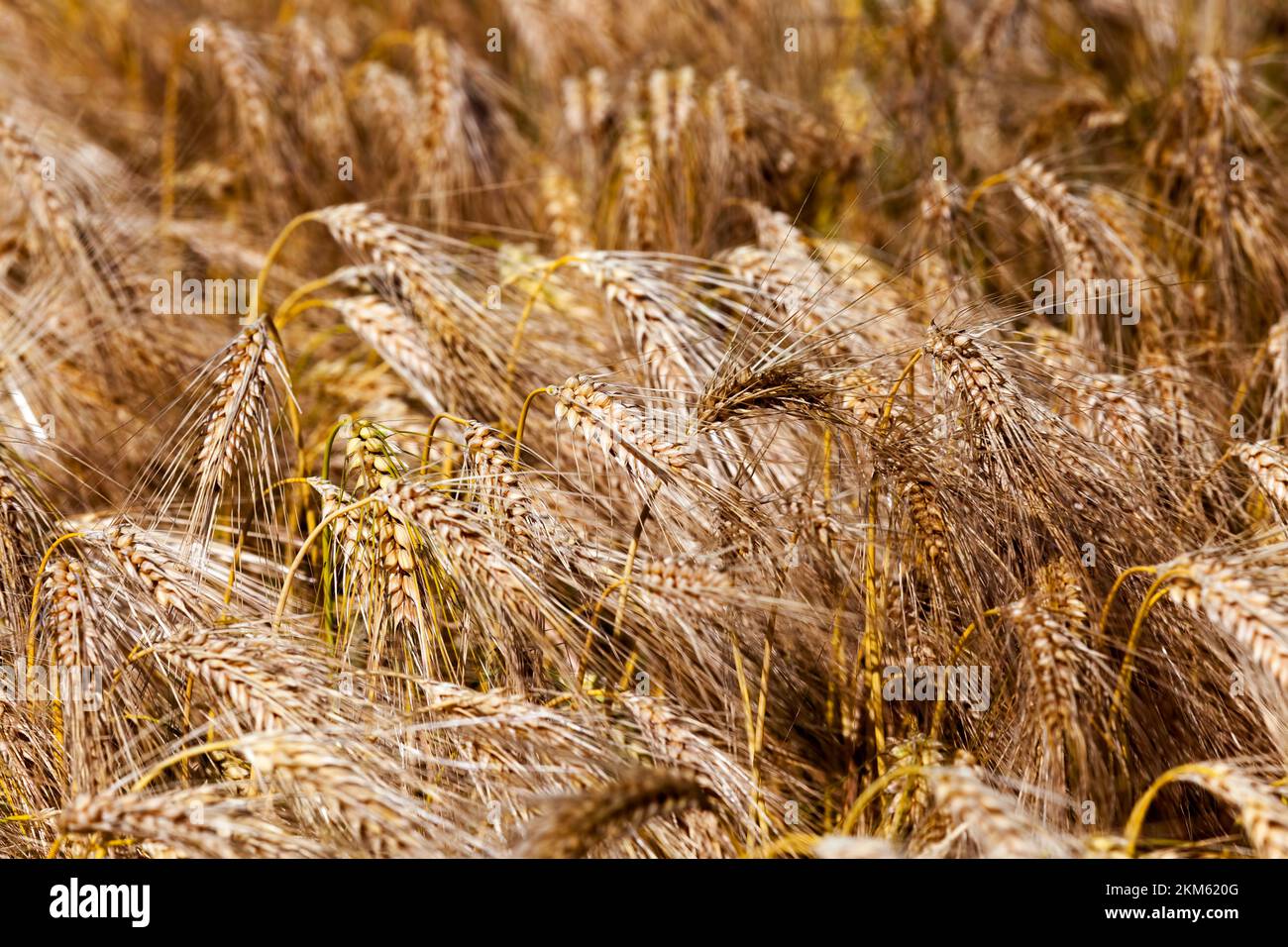 golden rye in an agricultural field in the summer, farming for growing ...