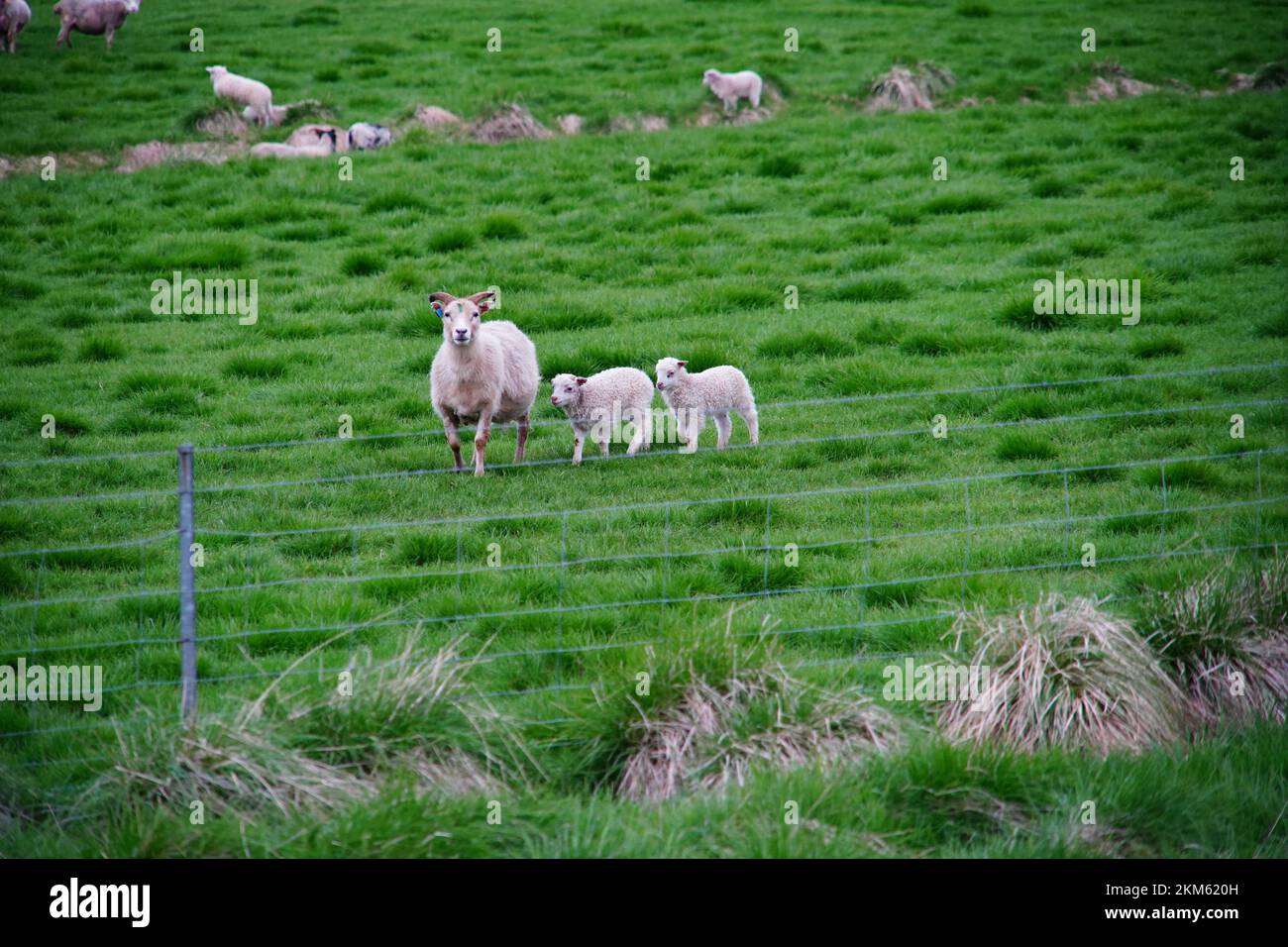 Sheep mother babies hi-res stock photography and images - Alamy