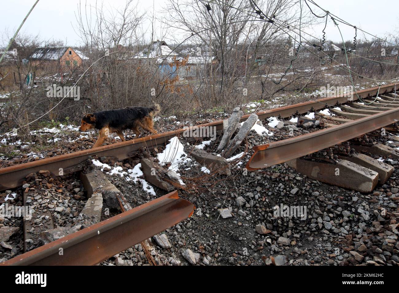 KHARKIV REGION, UKRAINE - NOVEMBER 25, 2022 - A dog walks along the ...