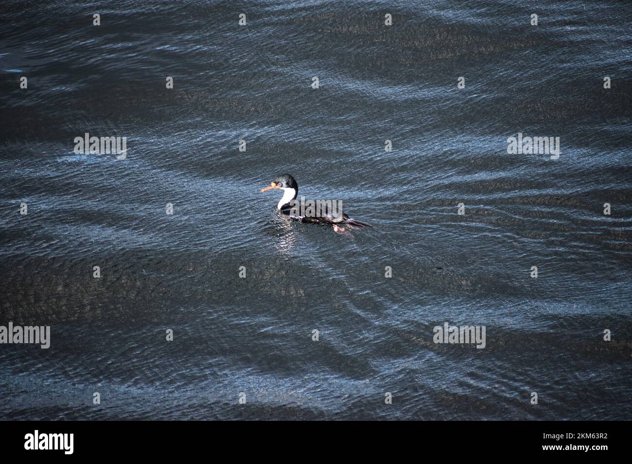 A rock shag bird bobbing in the water around Stock Photo - Alamy