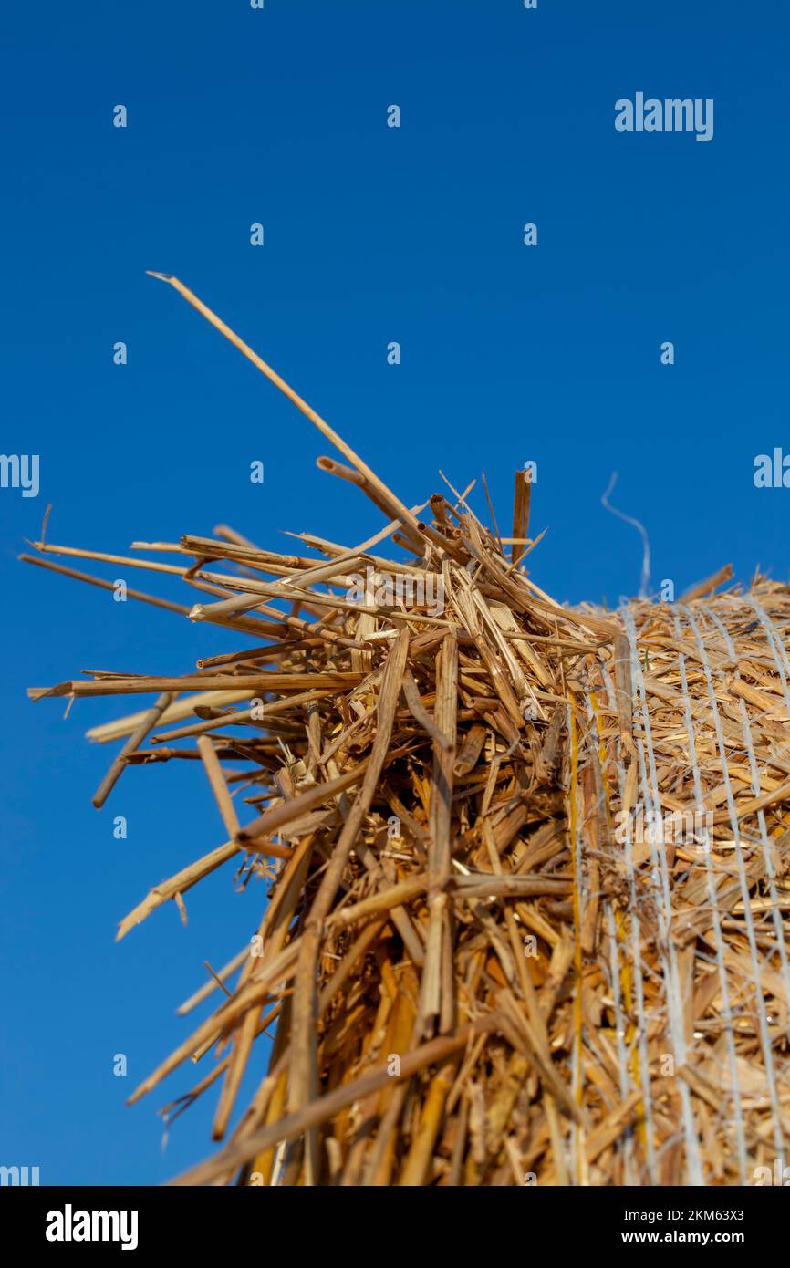 agricultural field with straw stacks after wheat harvest, grain farming ...