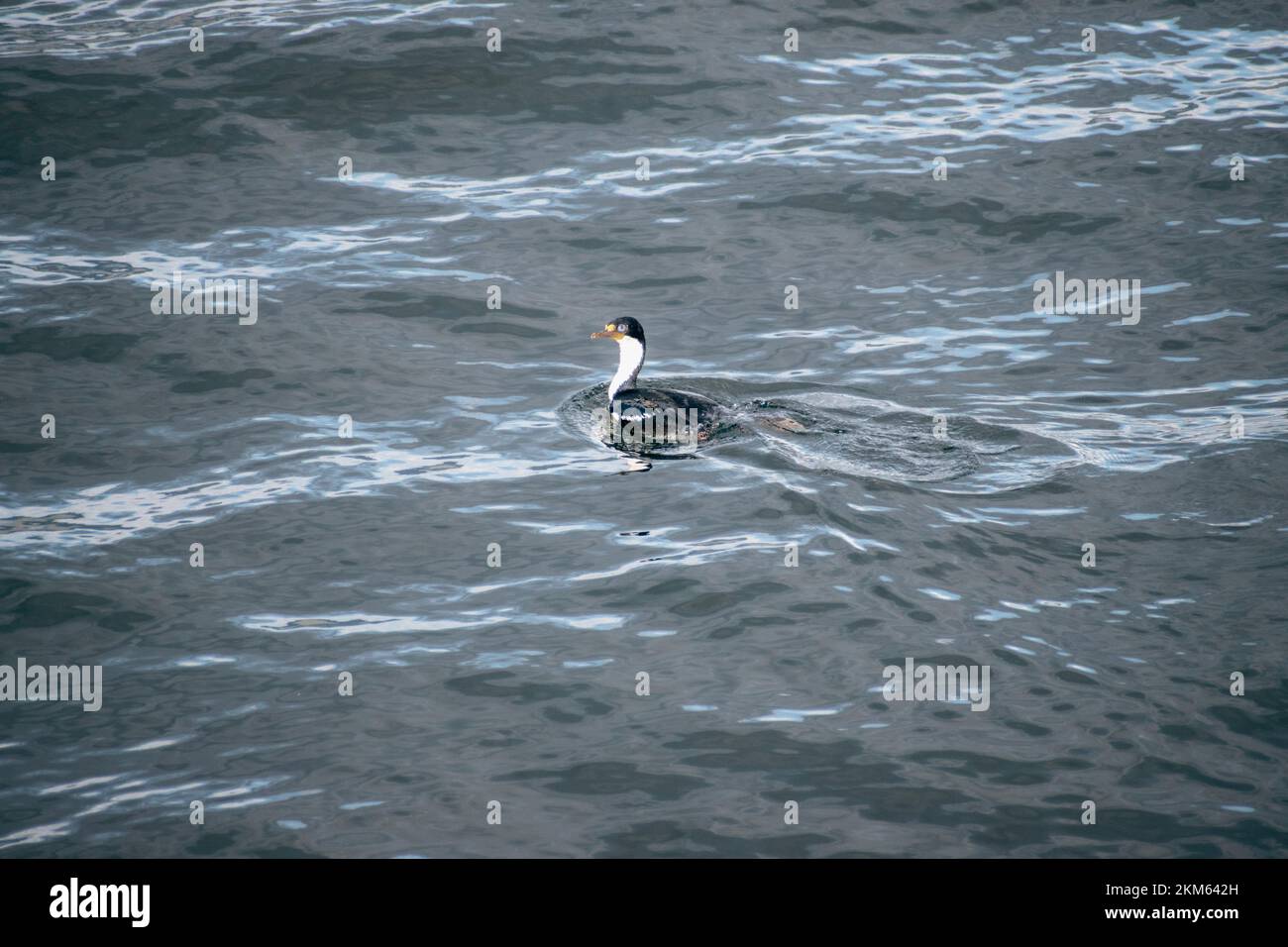 A rock shag bird bobbing in the water around Stock Photo - Alamy