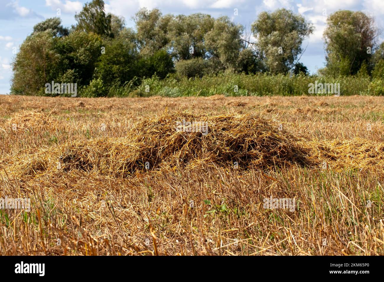 agricultural field with straw stacks after wheat harvest, grain farming ...