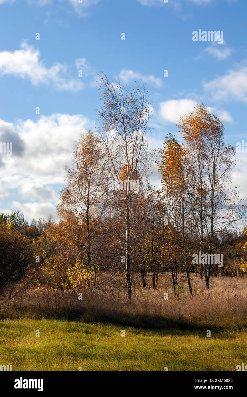 birch trees with orange foliage in the autumn season, sunny weather in ...