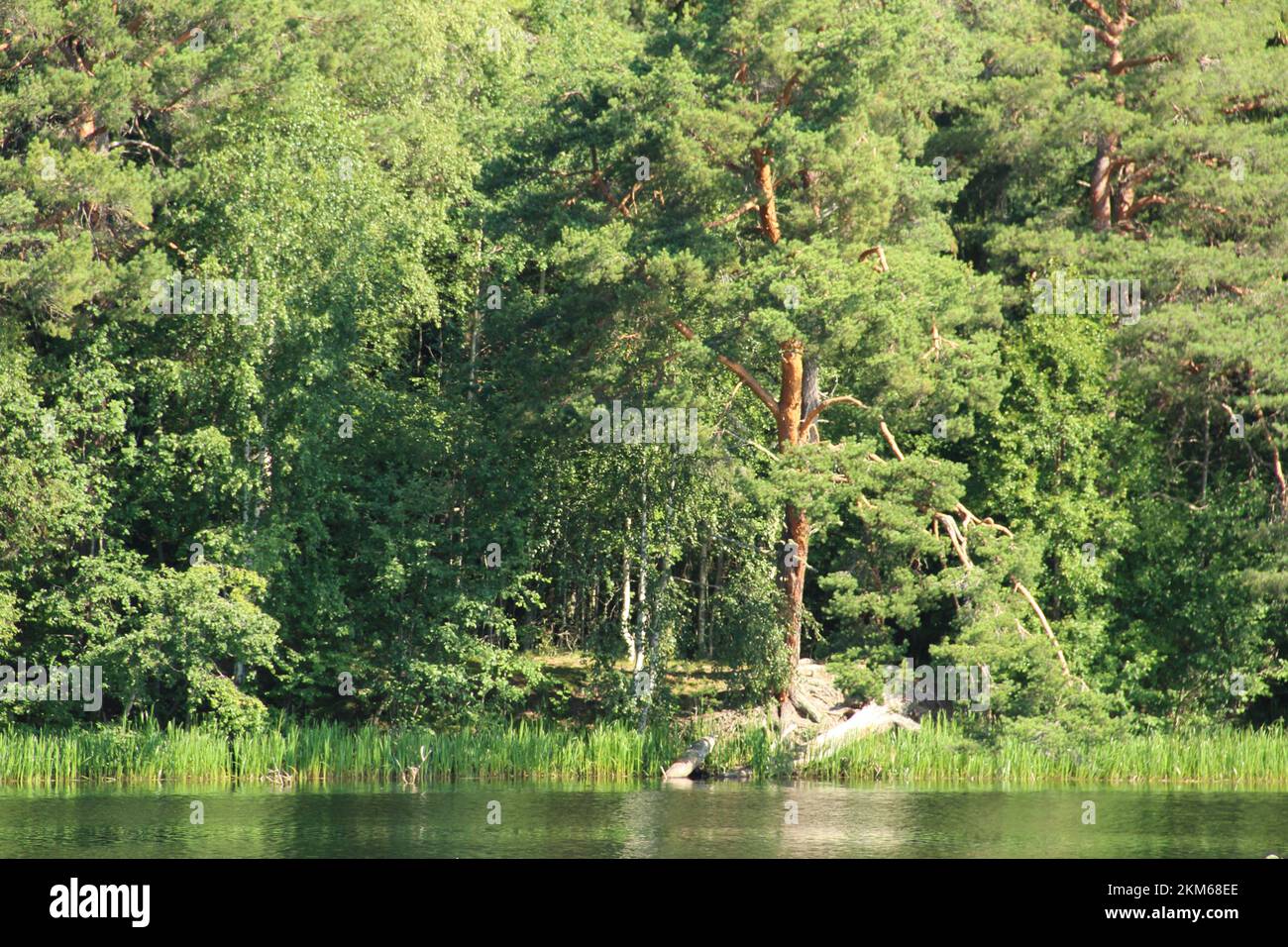 Forest by Ore river in Orsa, Sweden on a sunny summer day Stock Photo ...