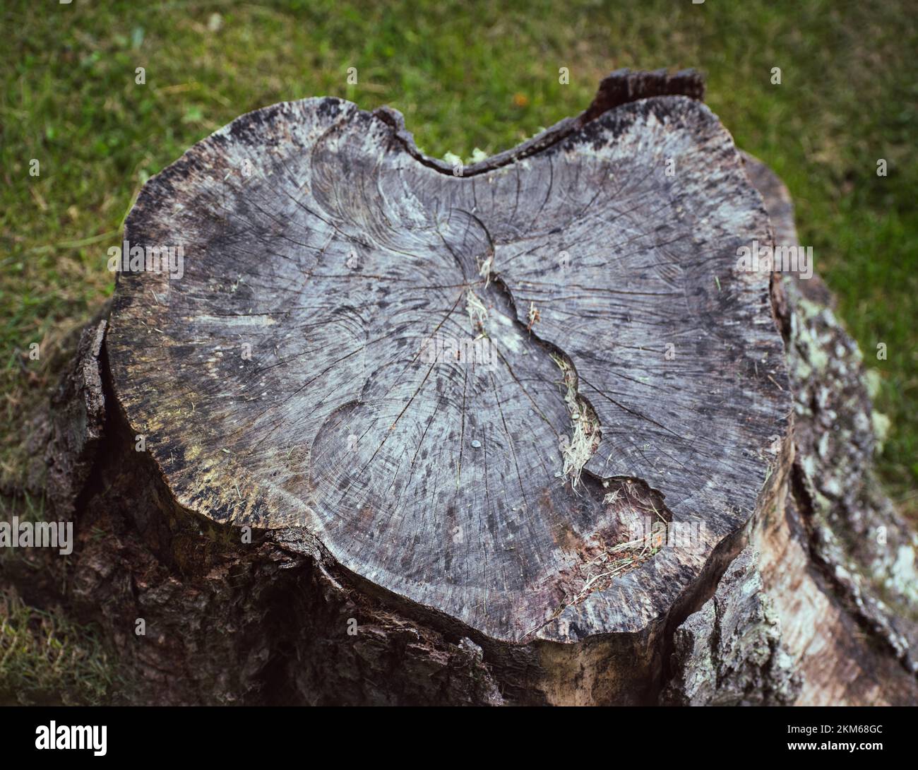A close up on a tree stump shaped like a heart Stock Photo - Alamy