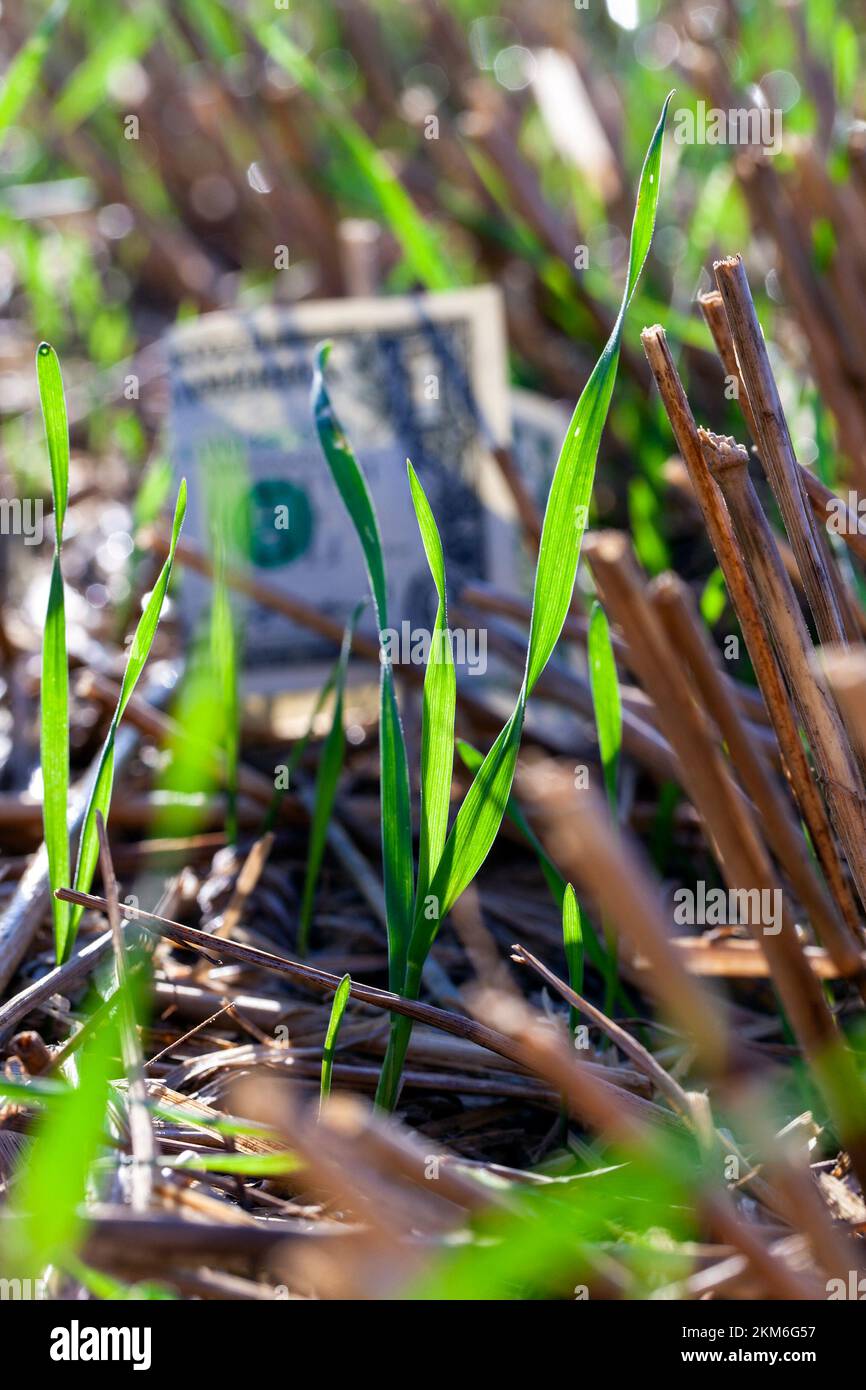 American cash in the field where agricultural activities are carried ...