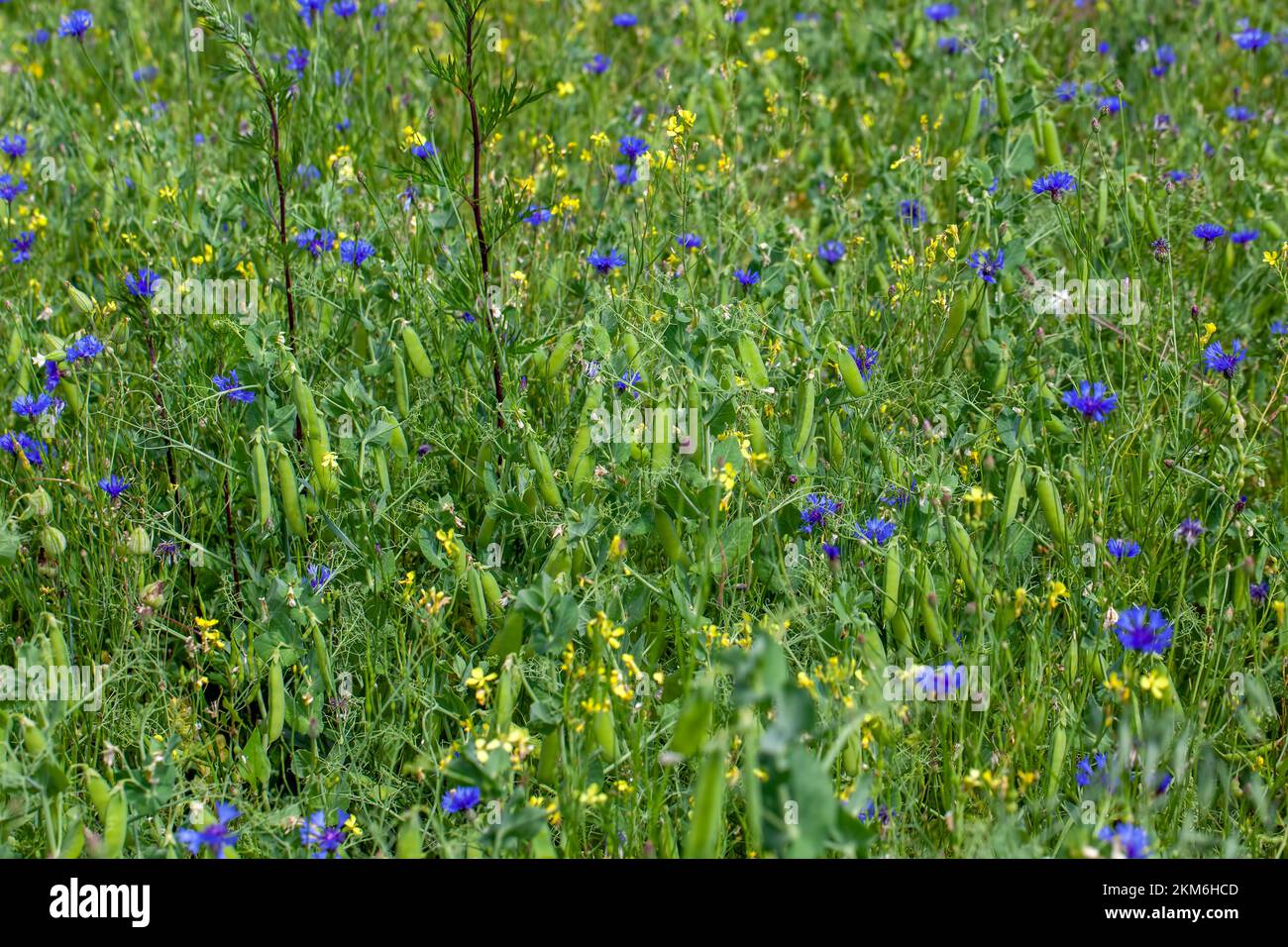 agricultural field where green peas are grown, industrial cultivation ...