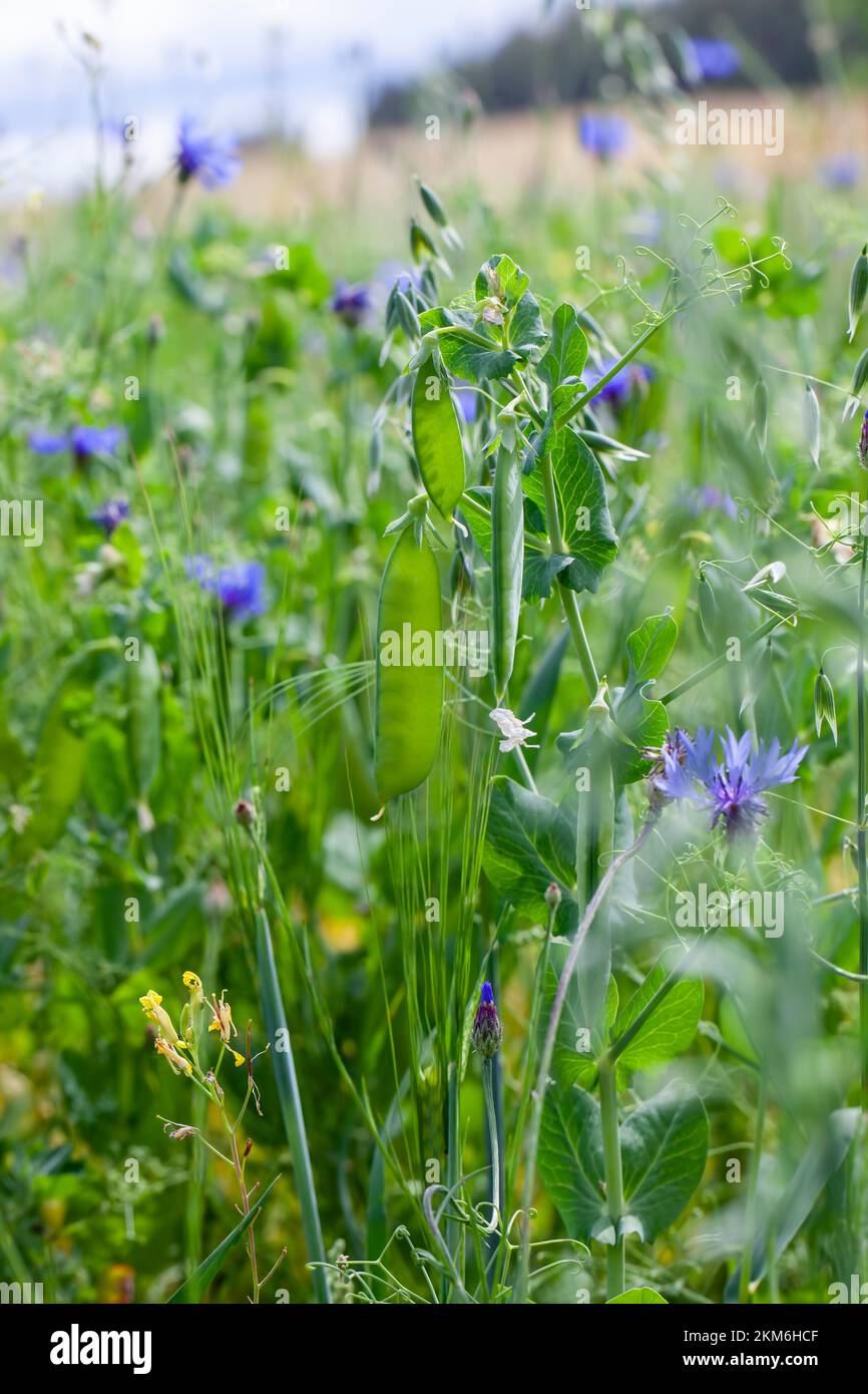 agricultural field where green peas are grown, industrial cultivation ...