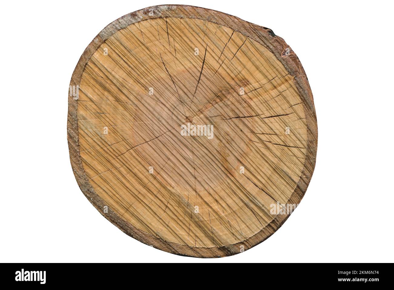 Annual rings on a saw cut of a tree trunk. saw marks. log isolated on ...