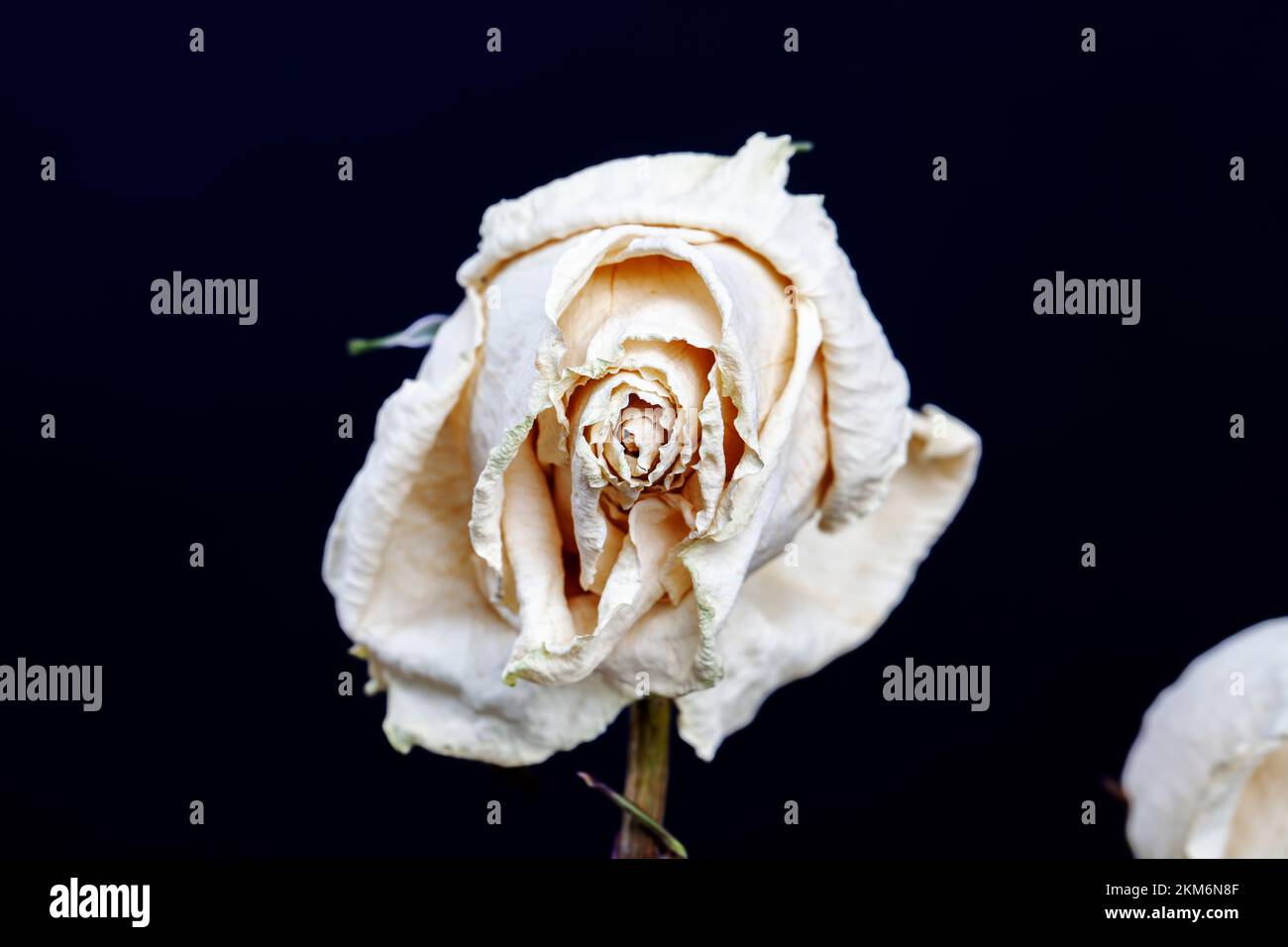 dried white rose on a black background, dried rose flower for use as a ...
