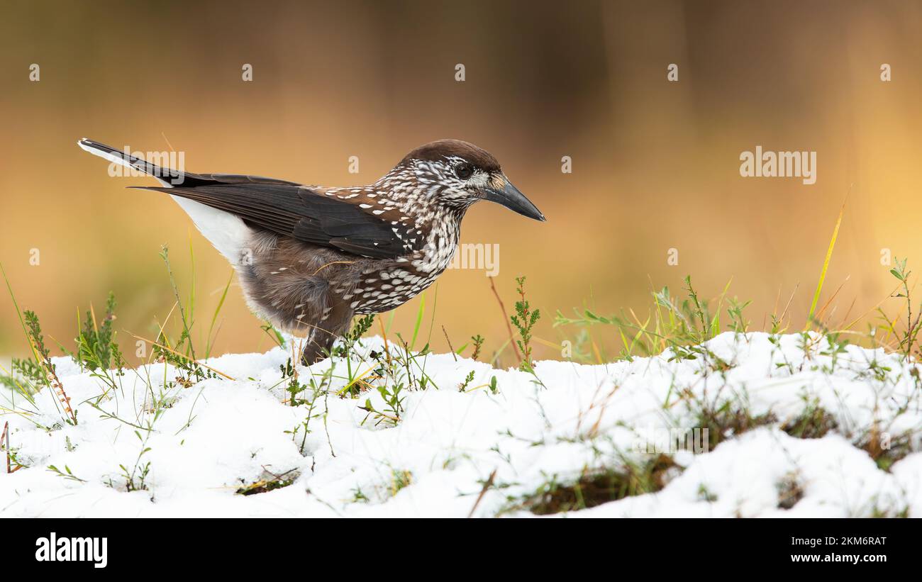 Spotted nutcracker looking for food on gorund in winter Stock Photo - Alamy