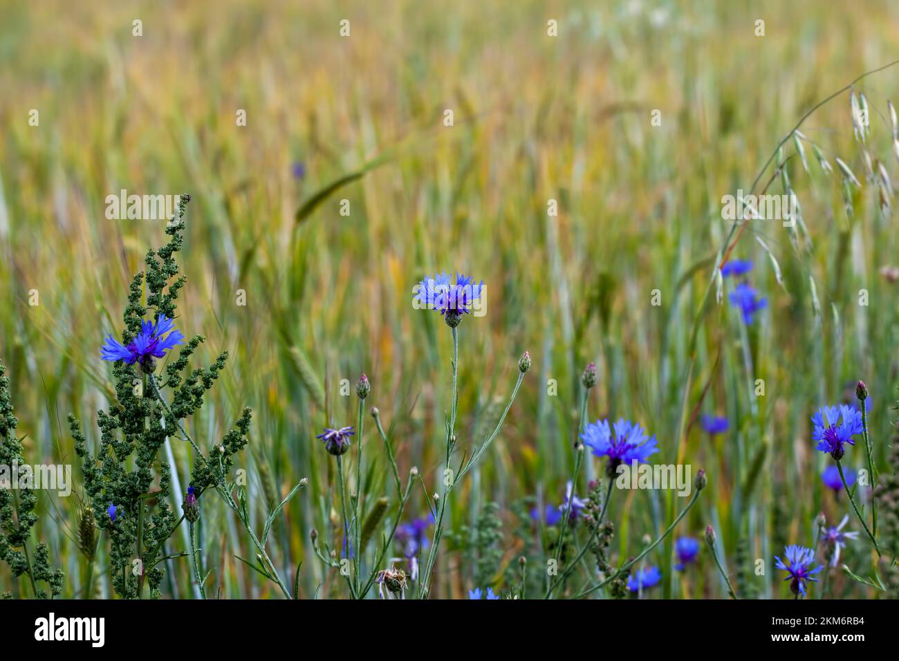 an agricultural field where agricultural plants and blue flowering ...