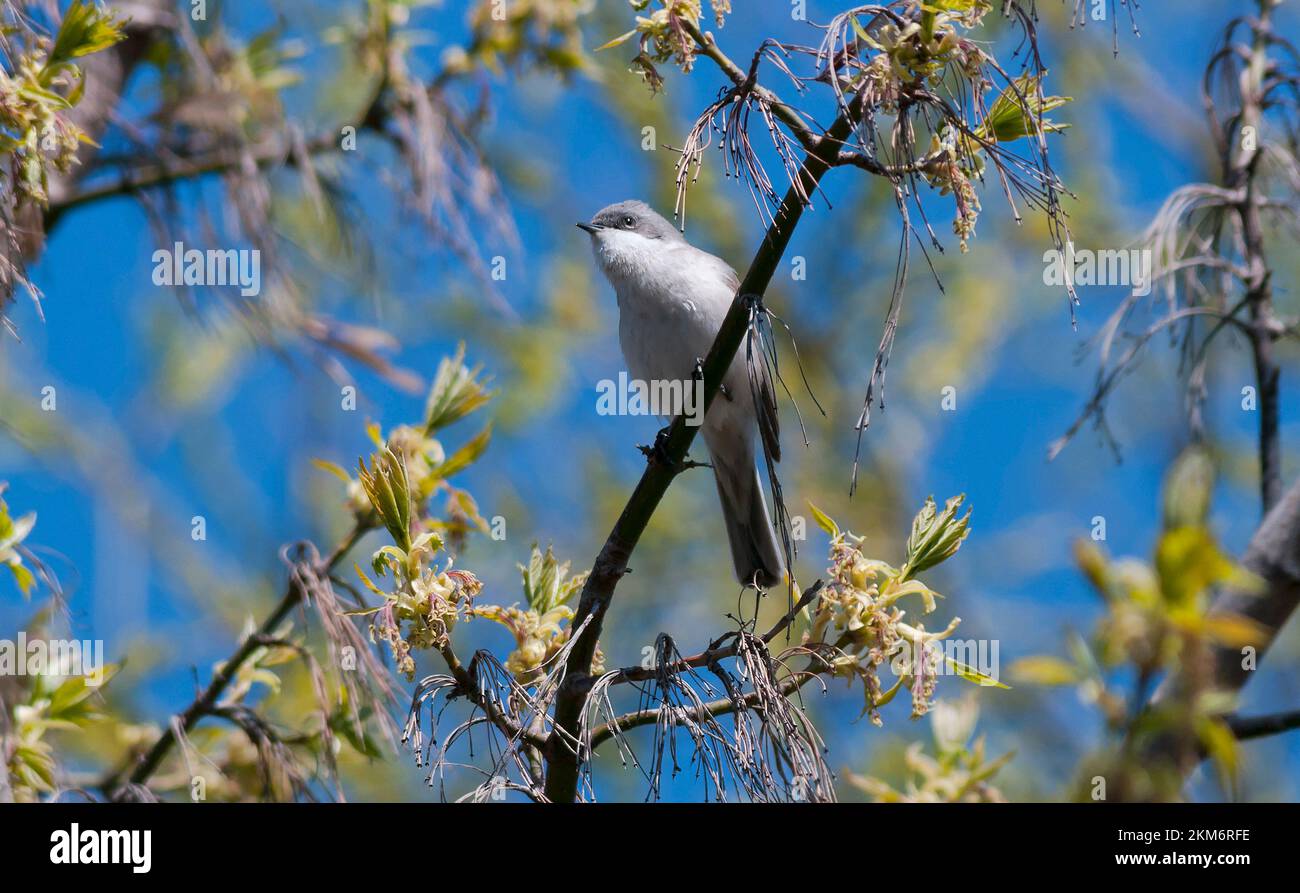 Black-headed, or marsh tit (lat. Poecile palustris, Parus palustris) is ...