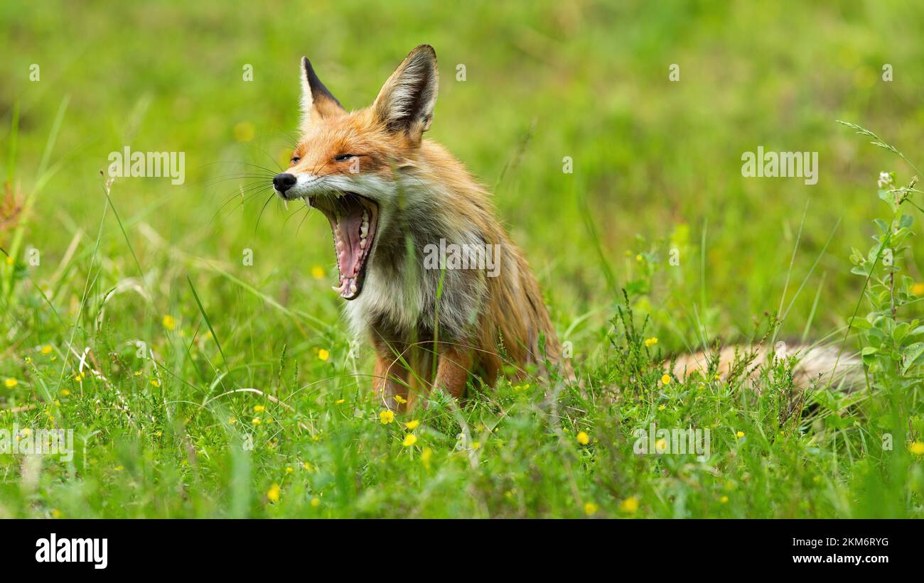 Tired red fox yawning on blooming meadow in summer Stock Photo - Alamy