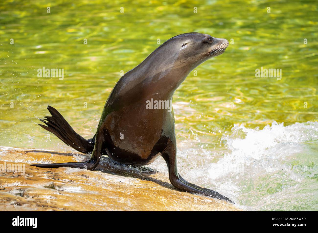 A cute sea lion splashing in the water Stock Photo - Alamy