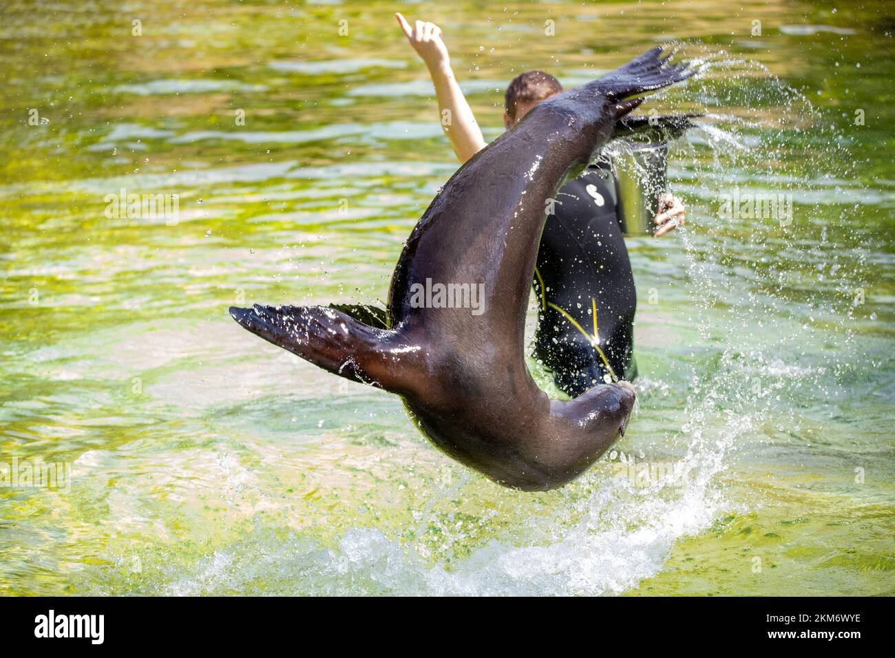 A cute sea lion doing tricks and jumping in the water Stock Photo - Alamy