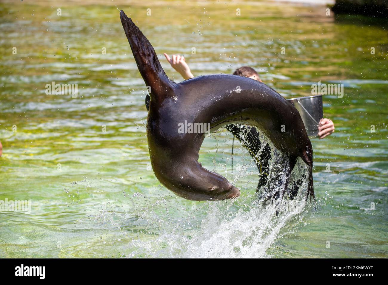 A cute sea lion doing tricks and jumping in the water Stock Photo - Alamy