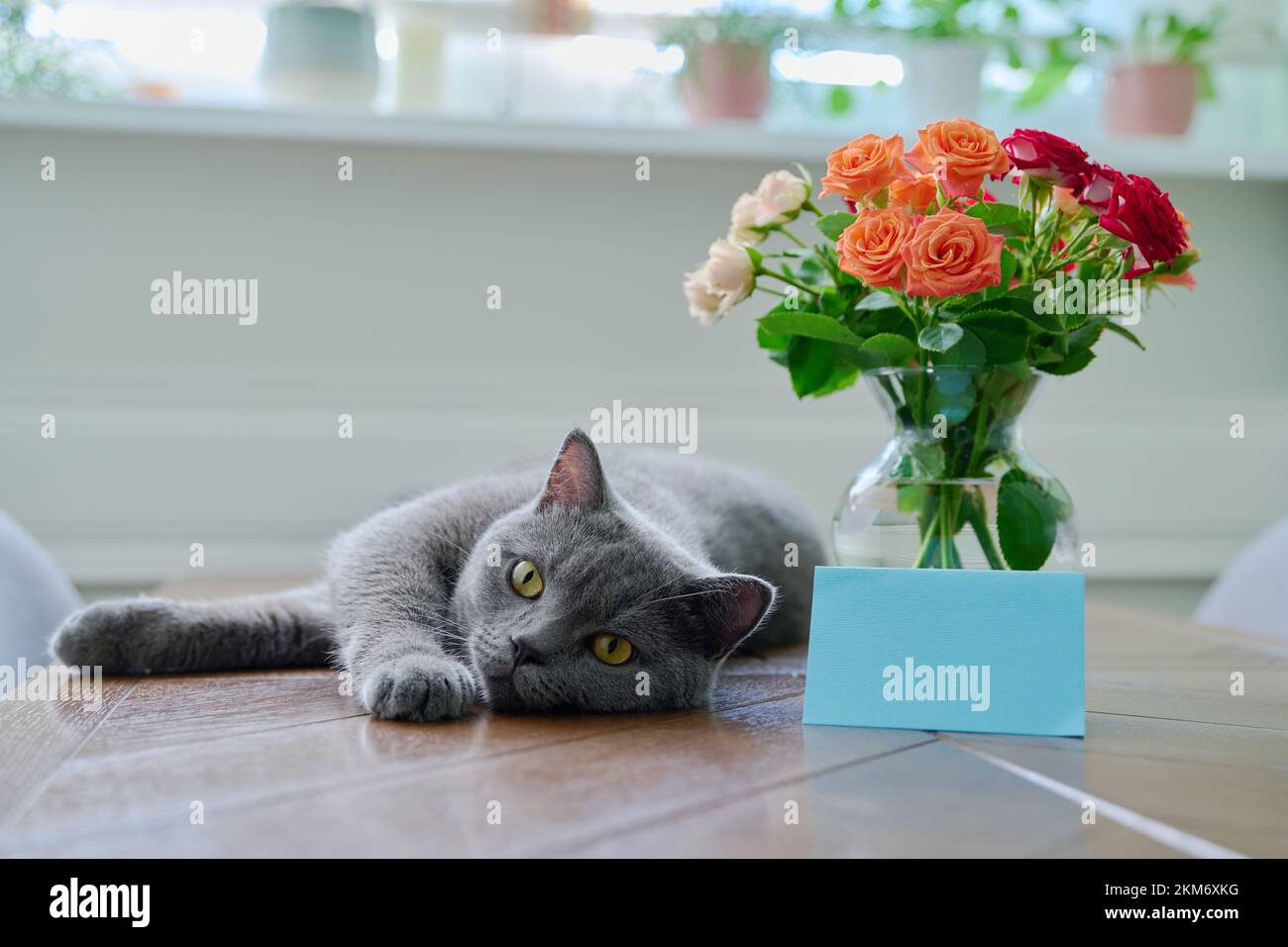 Relaxed cat lying on table with bouquet of flowers in vase and blank ...