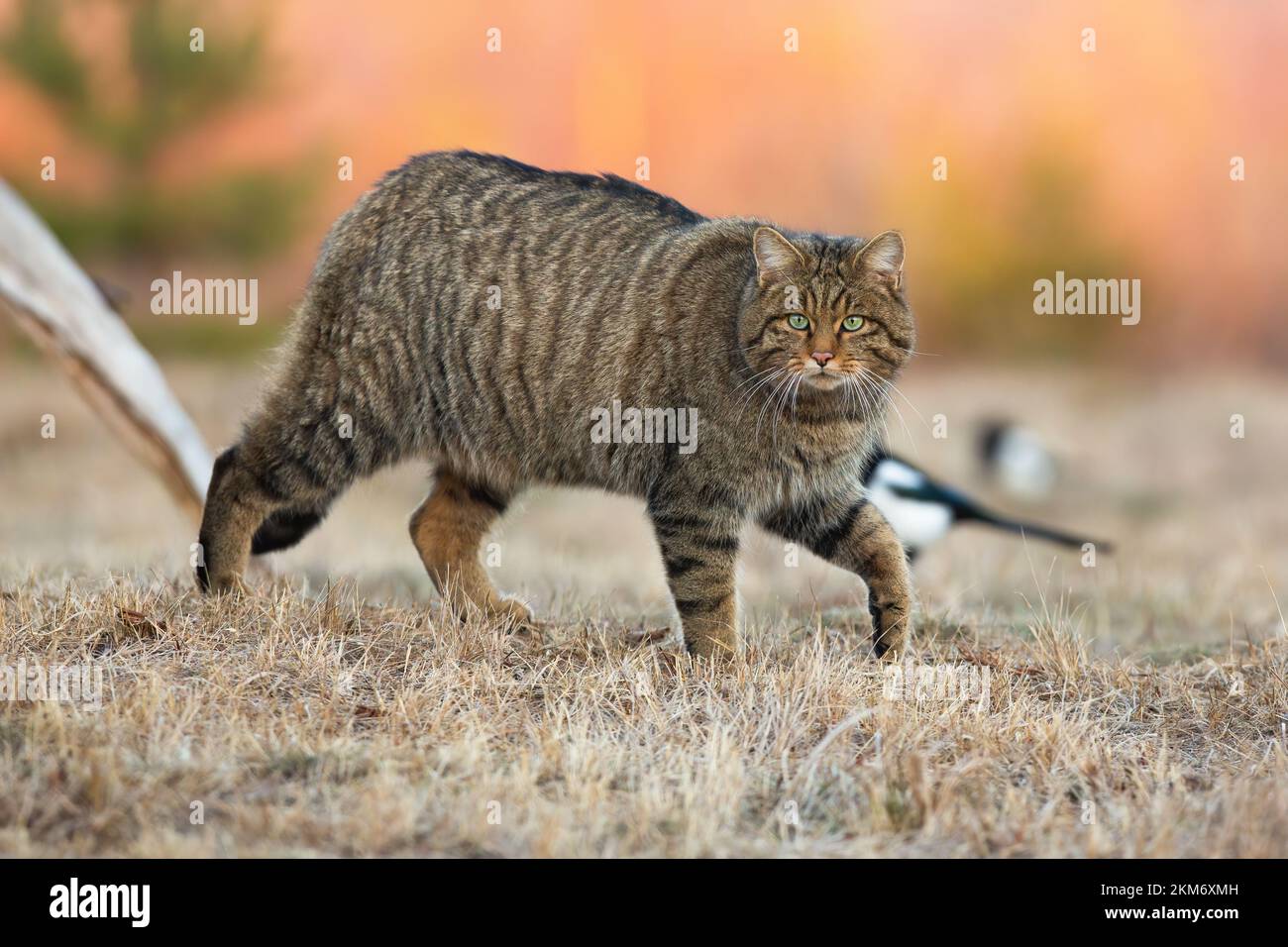 European wildcat walking on dry meadow in autumn nature Stock Photo - Alamy