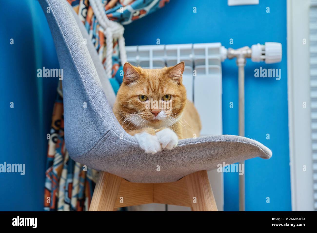 Big red funny cat keep warm in autumn winter cold season near heating ...