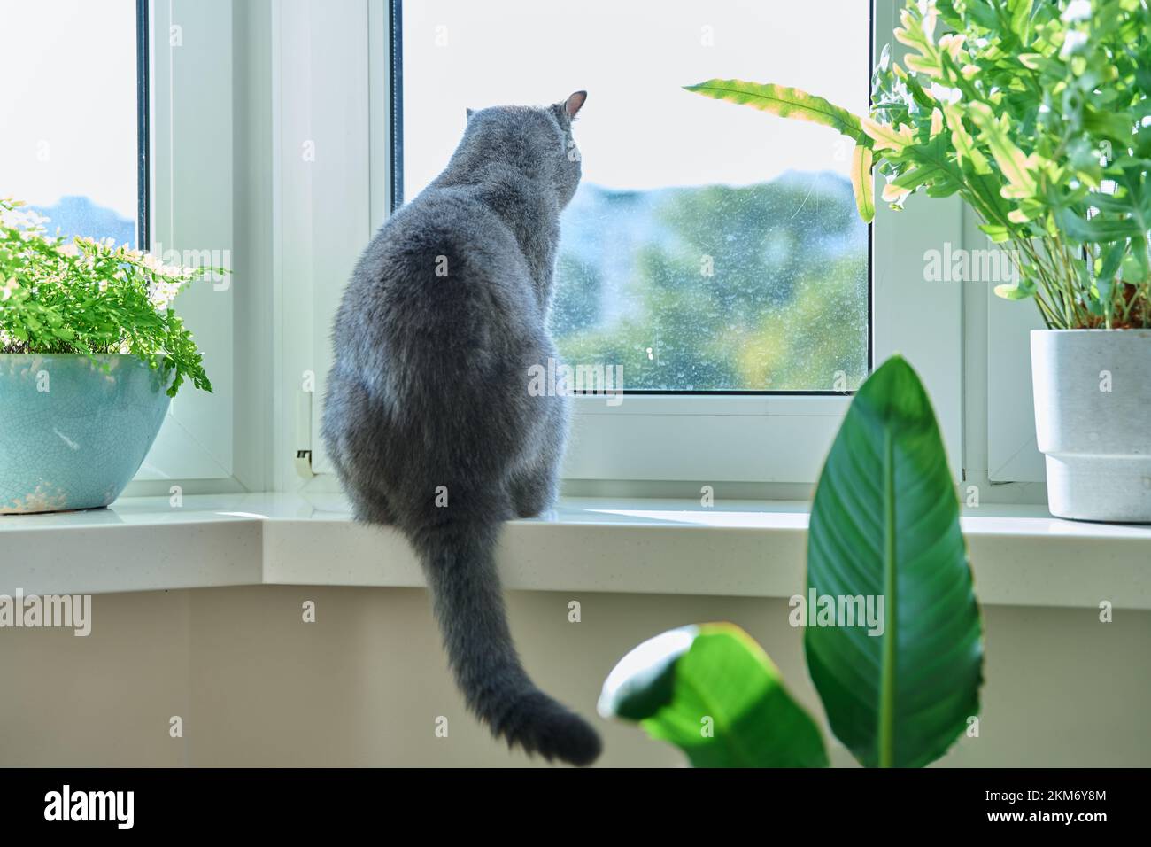 Gray cat looking out the window, sitting on windowsill, back view Stock ...