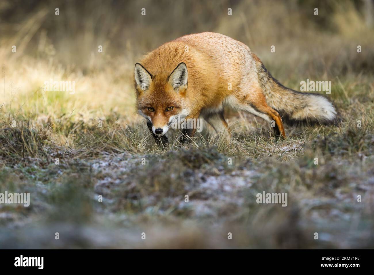 Red fox sneaking on dry grassland in autumn nature Stock Photo - Alamy