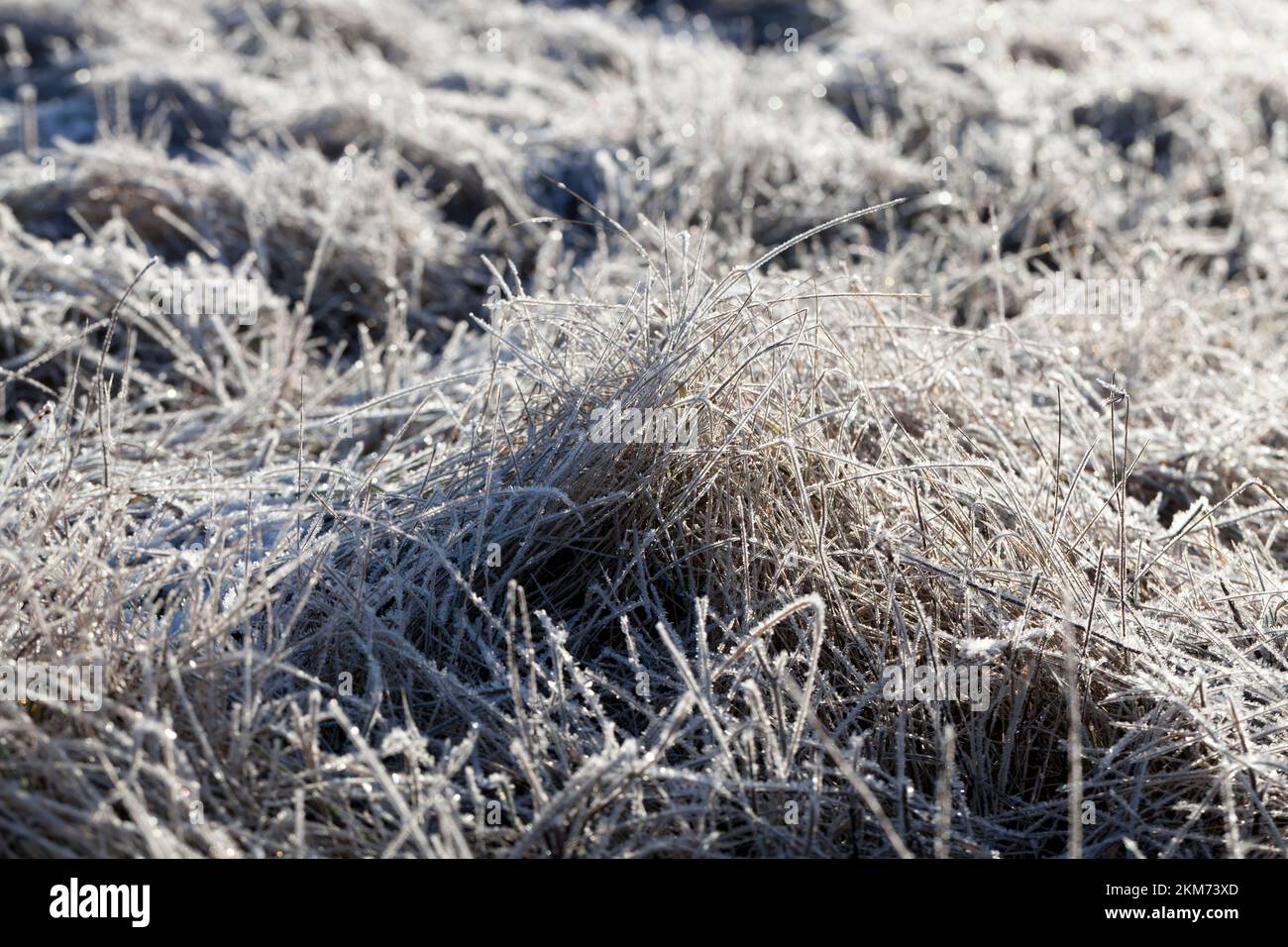 grass covered with ice and frost in the winter season, grass freezes ...