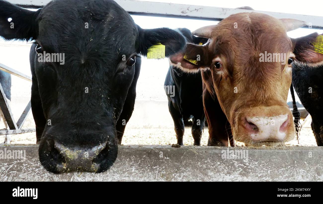 agriculture livestock farm or ranch. a large cowshed, barn. Row of cows ...