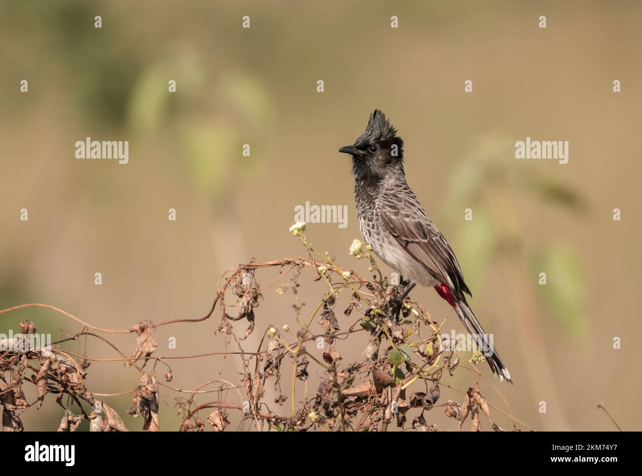 The red-vented bulbul is a member of the bulbul family of passerines ...