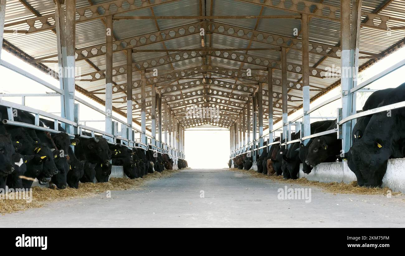 agriculture livestock farm or ranch. a large cowshed, barn. Rows of ...