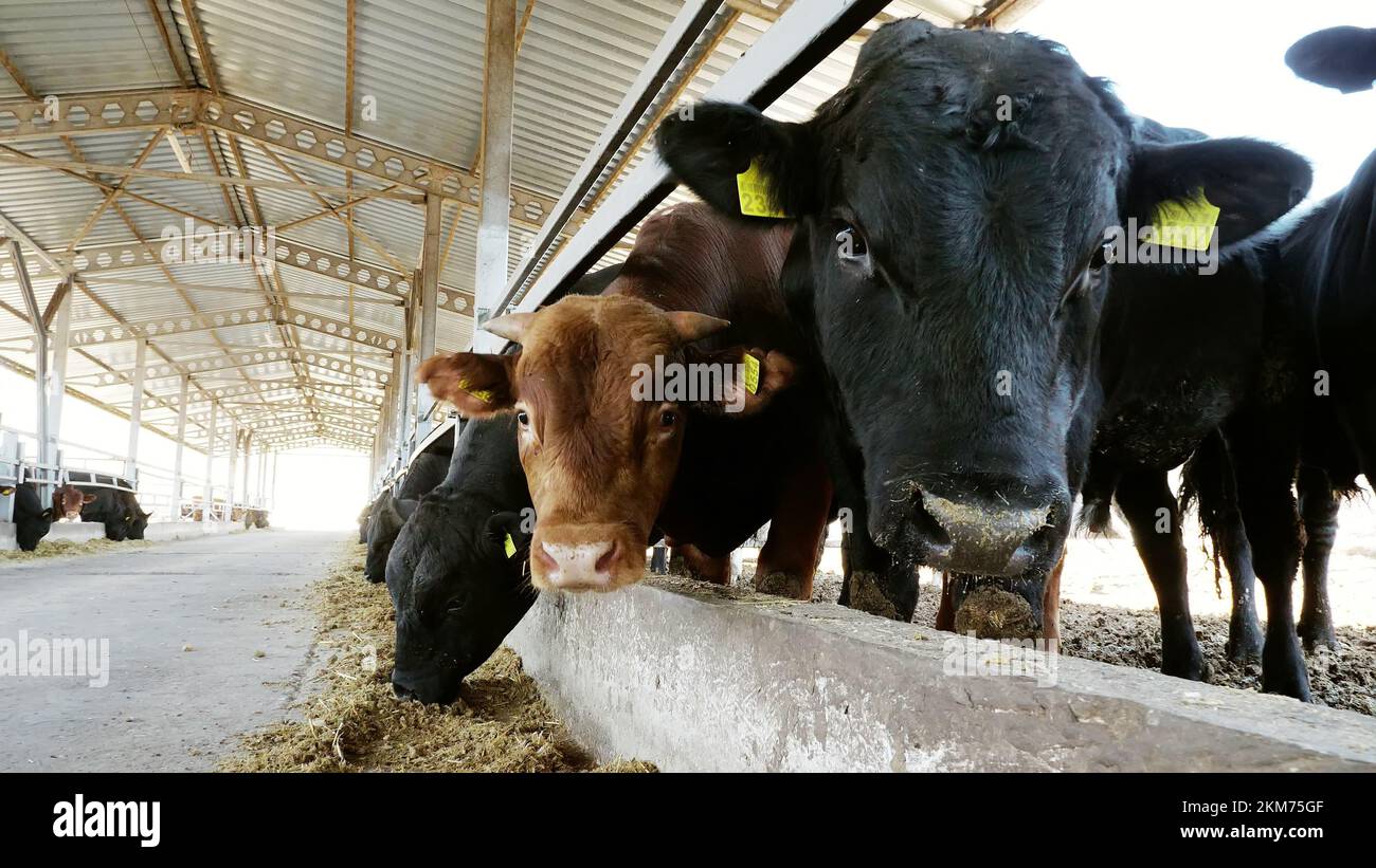 High barn farm hi-res stock photography and images - Alamy